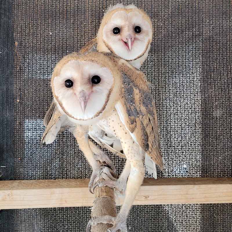 Barn Owl Babies Separated From Parents - EmerAidVet