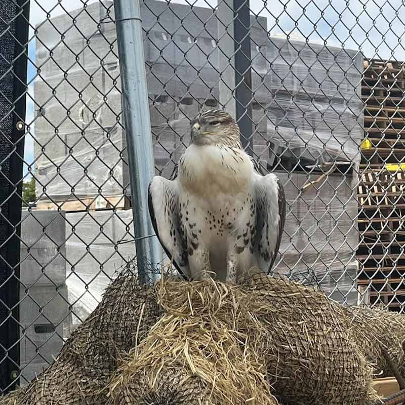 Juvenile Ferruginous Hawk In Poor Body Condition - EmerAidVet
