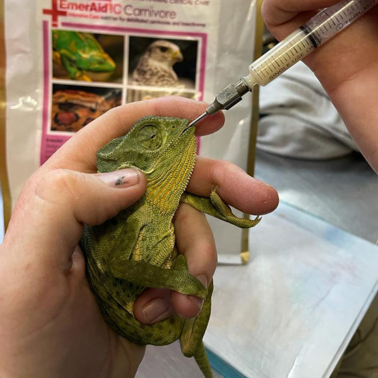 Flap-Neck Chameleon Saved From Illegal Pet Trade - EmerAidVet