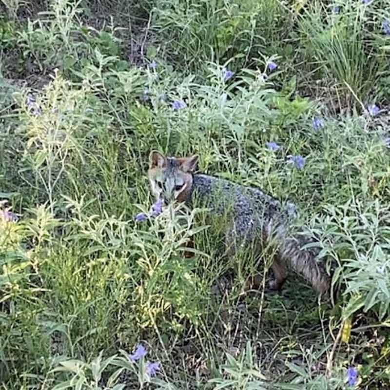 Gray Fox With Badly Broken Leg - EmerAidVet