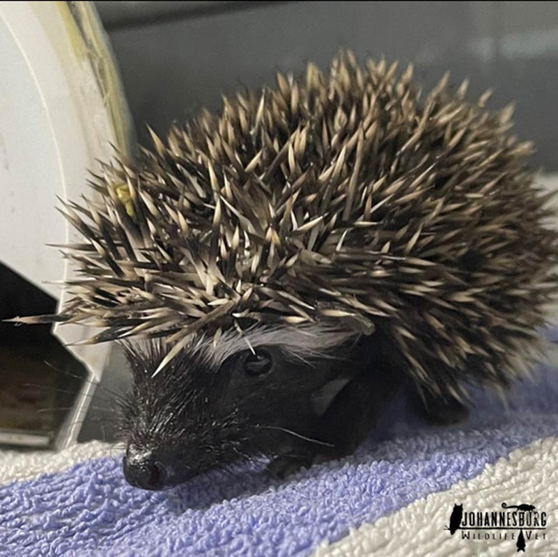 Young Southern African Hedgehogs Rescued - EmerAidVet