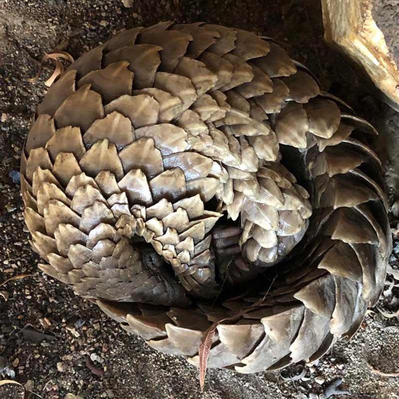 Young Temminck’s Pangolin Taken From Mother - EmerAidVet