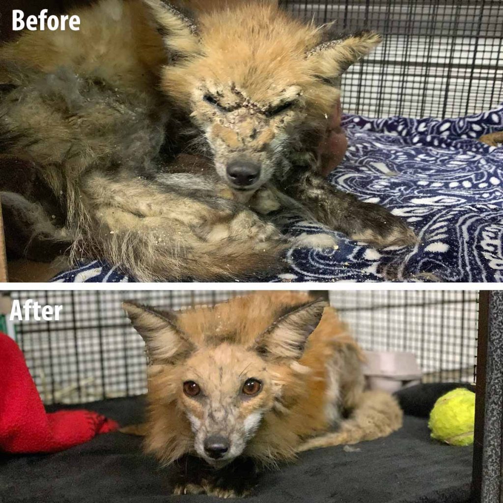 Humane Animal Rescue Wildlife Center Helps A Hawk, Fox, Squirrel, And ...