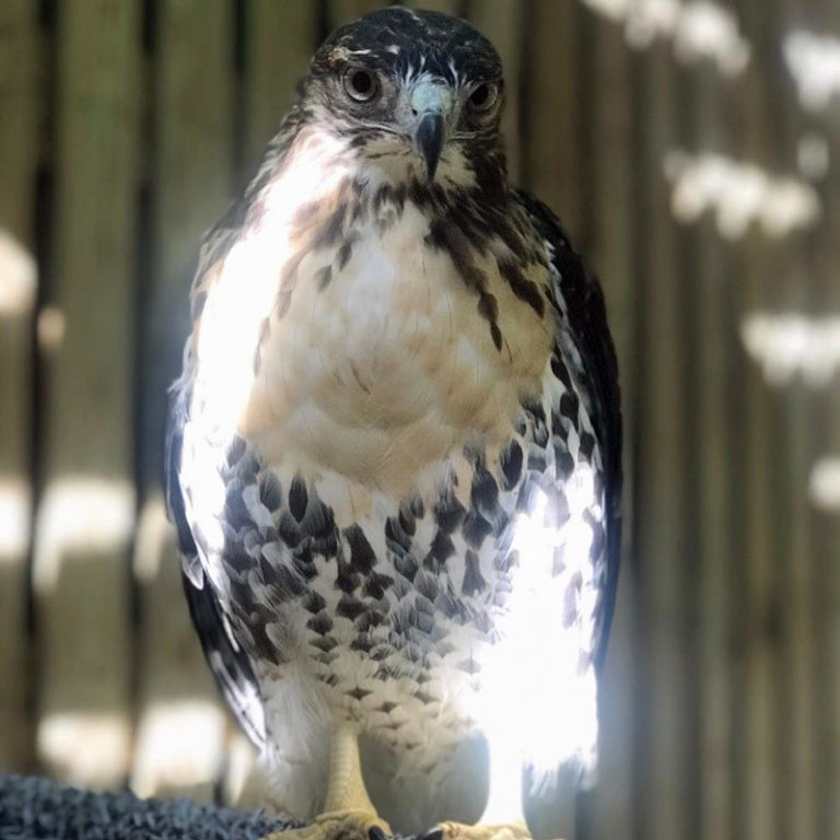 Red-Tailed Hawk Gains Critical Weight - EmerAidVet