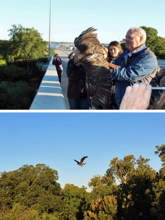 Injured Red-Tailed Hawk Dangles Upside-Down From A Tree - EmerAidVet