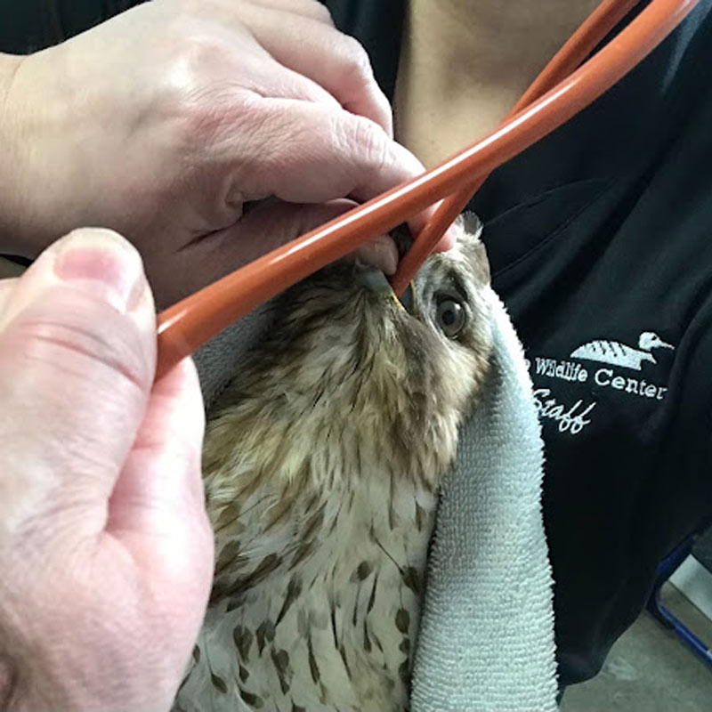 Red-Tailed Hawk Rehabbed After Head Trauma - EmerAidVet
