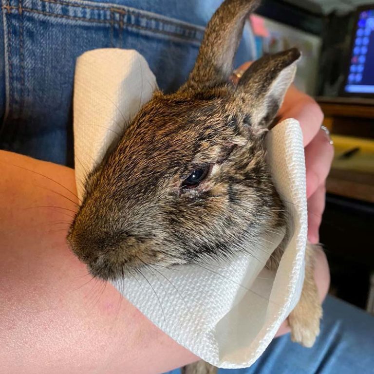 Rabbit Bounces Back After Broken Jaw And Head Injury - EmerAidVet