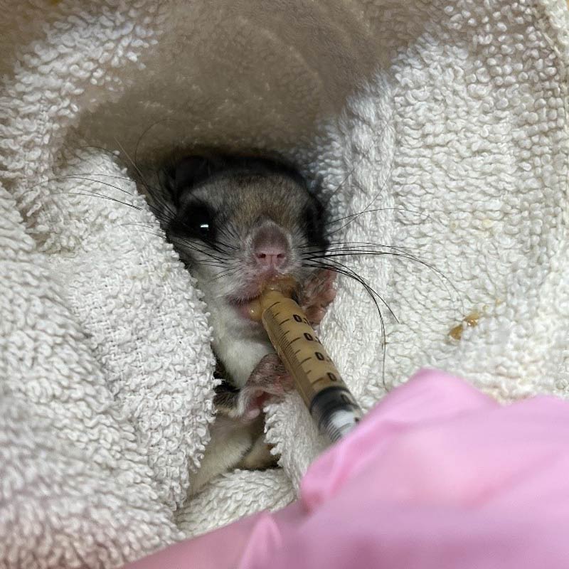 Southern Flying Squirrel Prevails Over Poison - EmerAidVet