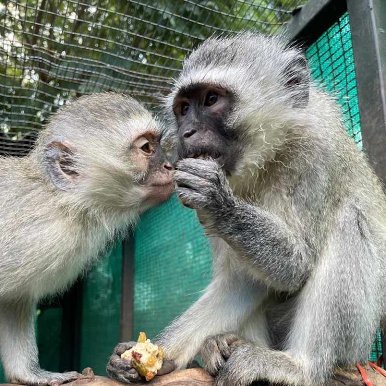 Keeping Vervet Monkeys Healthy And Happy - EmerAidVet